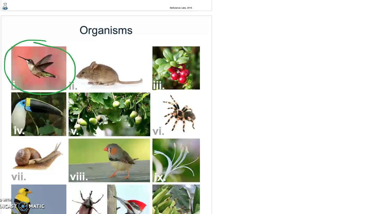 Taxonomy Lab Review - YouTube