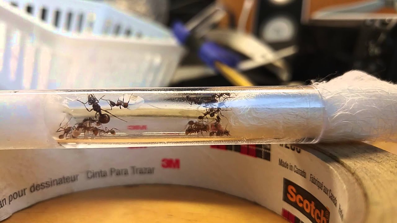 Aphaenogaster sp. Colony - YouTube