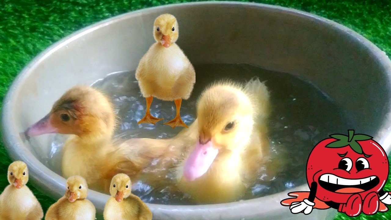 🐣 Anak Bebek Lucu Berenang, Anak Entog Warna- Warni, Anak Itik Berenang ...
