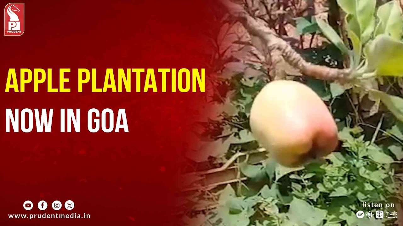APPLE PLANTATION NOW IN GOA - YouTube