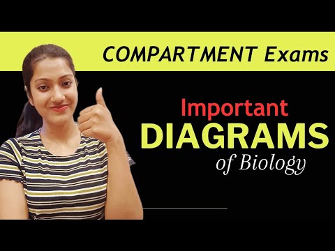 Important diagrams for Compartment biology class 12 | Most important ...