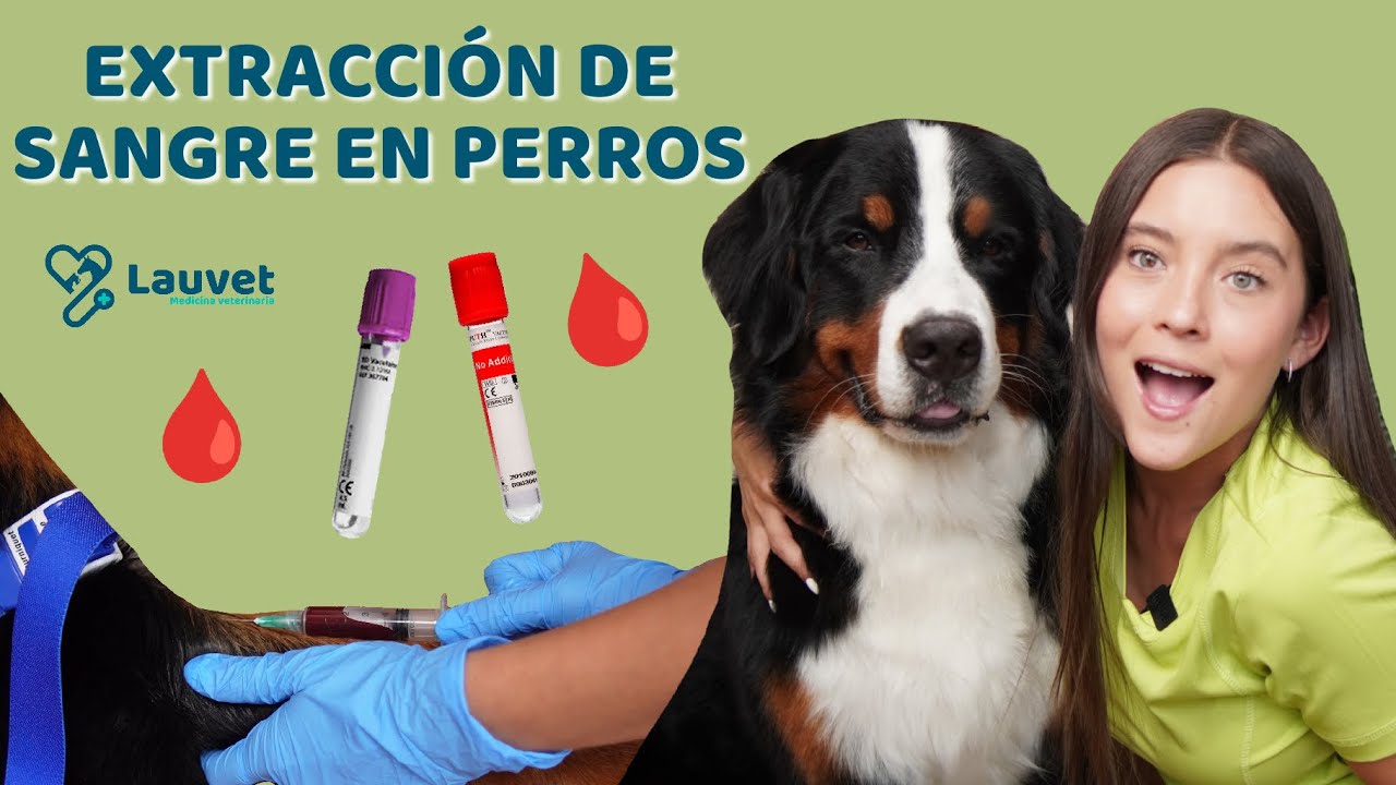 Qué Muestran Los Análisis De Sangre De Los Perros
