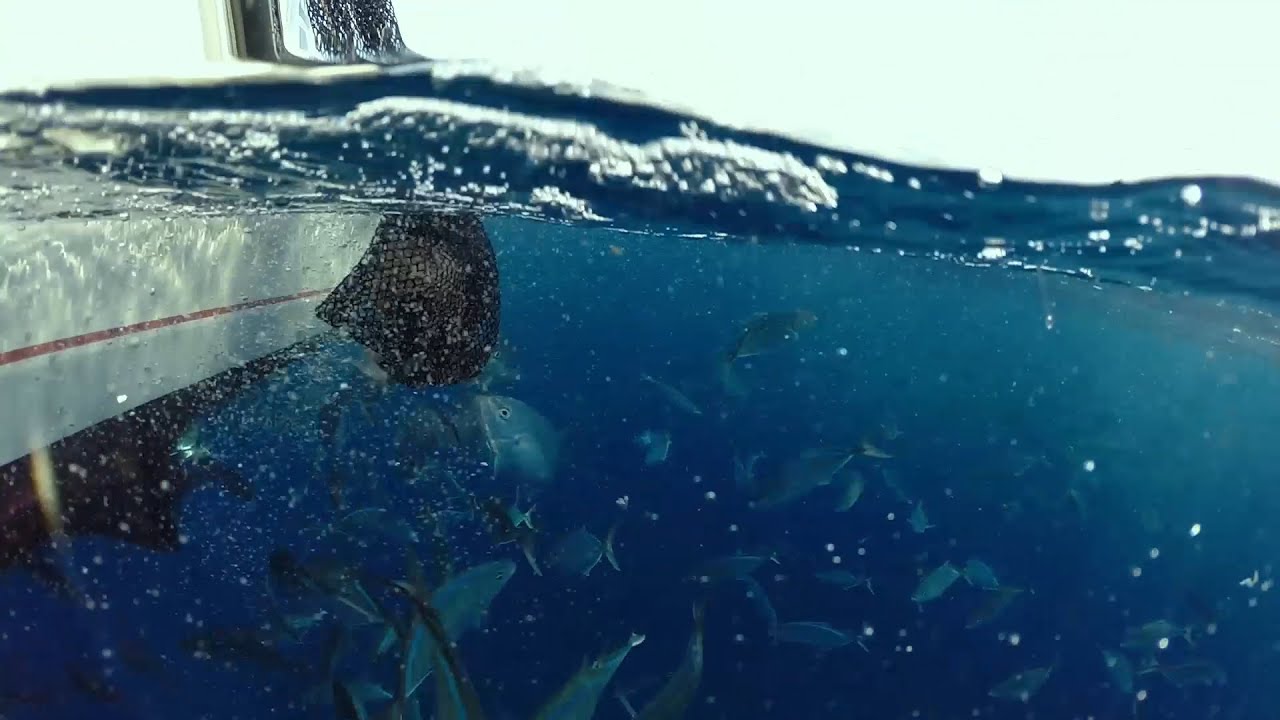 How to Make Your Own Chum for Fishing (Yellowtail Snapper, Kingfish ...