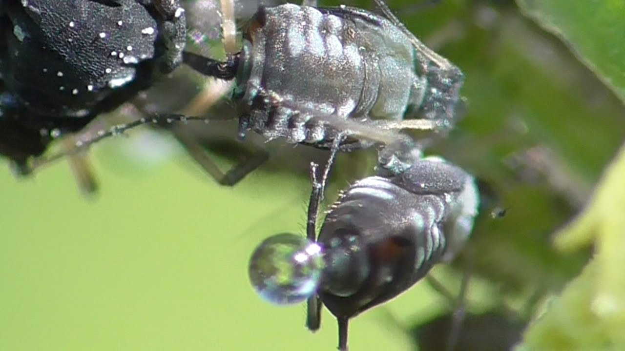 Aphids excrete honey dew. Blattläuse scheiden Honigtau aus - YouTube