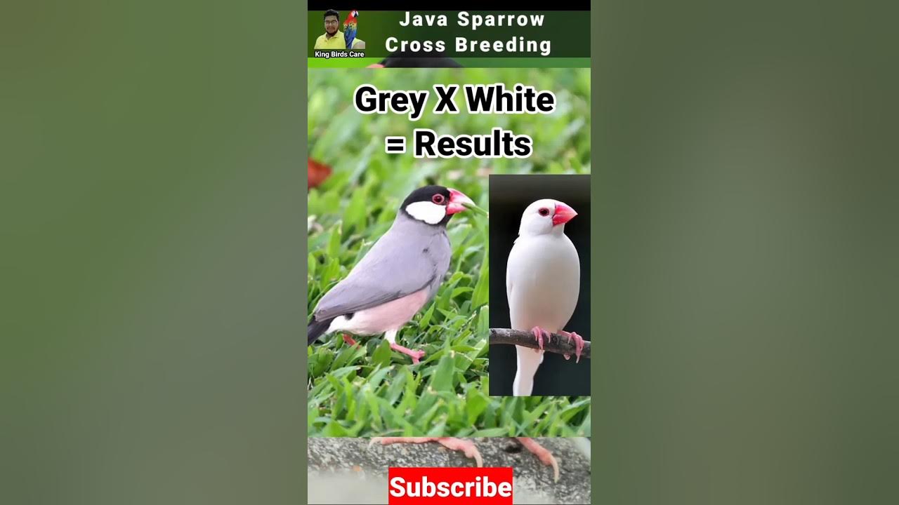 Java sparrow cross breeding results #Javabird #javasparrow #sparrow # ...