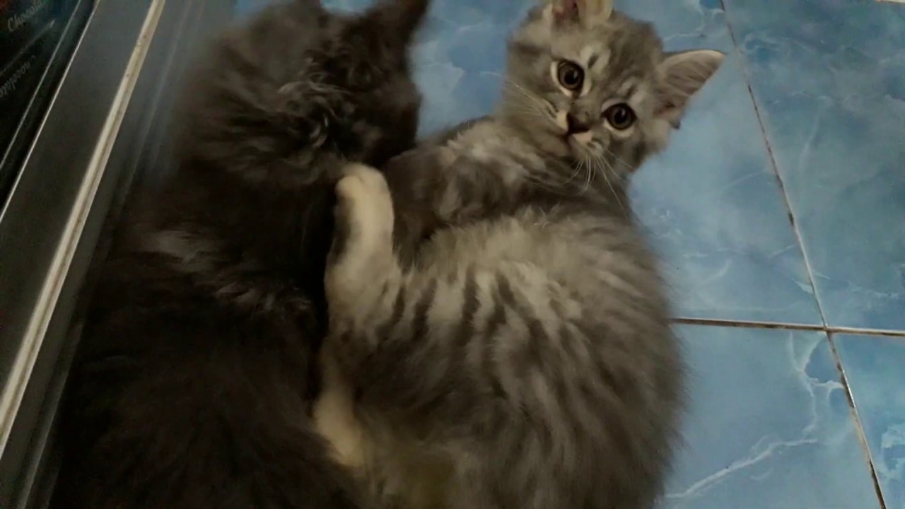 kucing suka bermain - YouTube