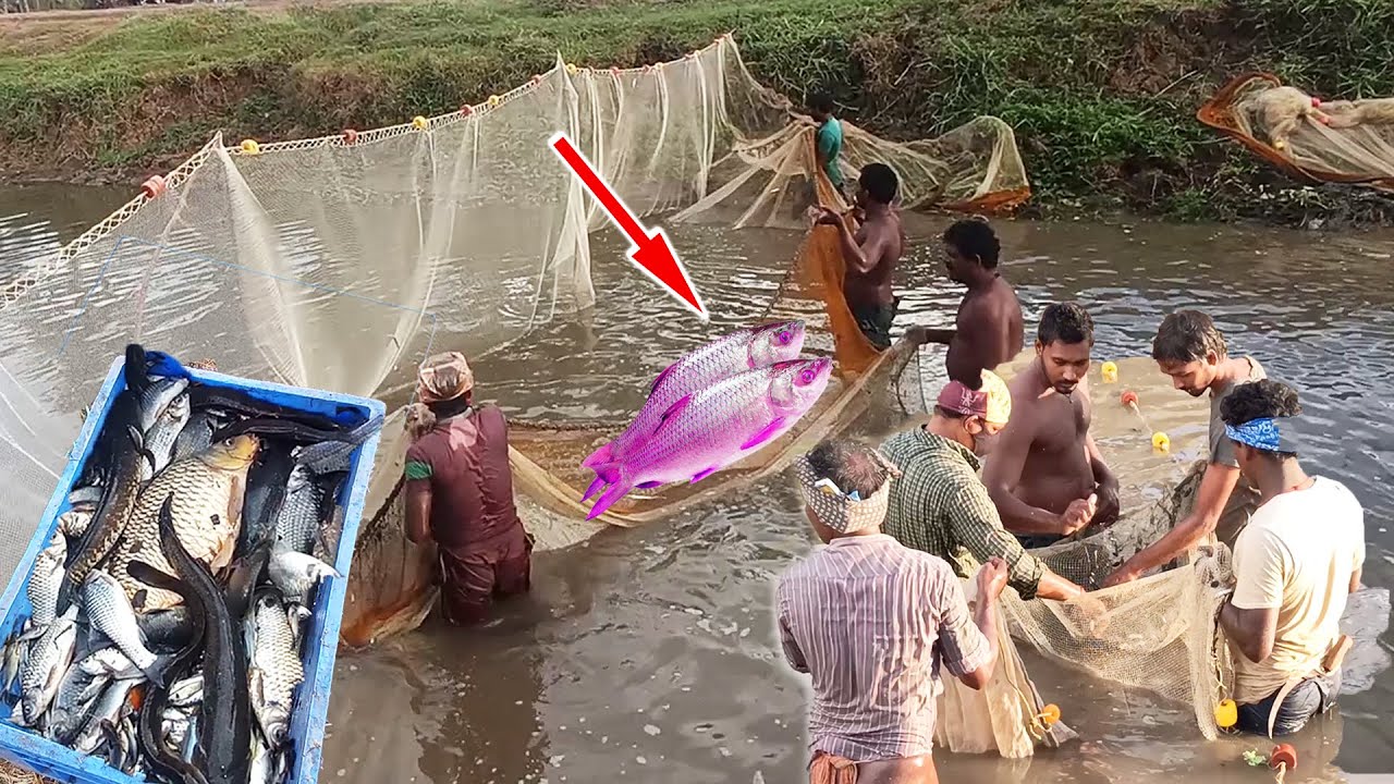 Fishing videos | Machhali wala | Fish Hunting Fishing - YouTube