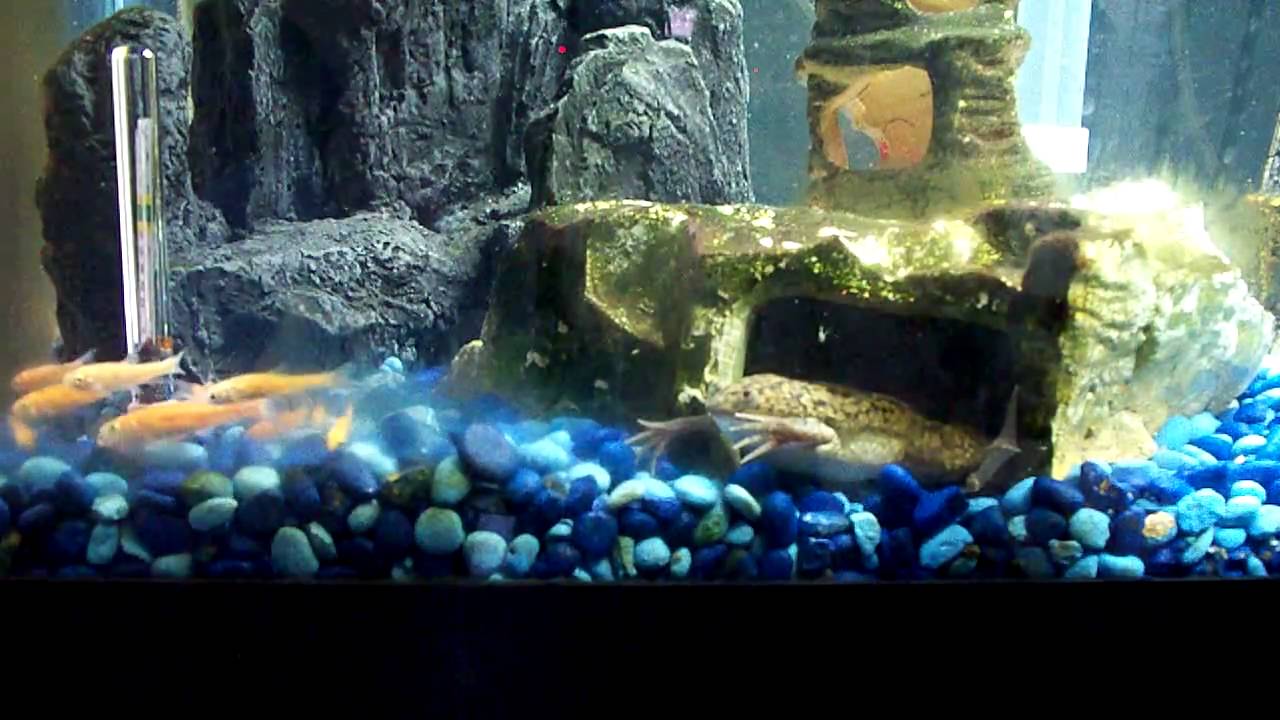 African Clawed Frog eating rosy feeder fish - YouTube