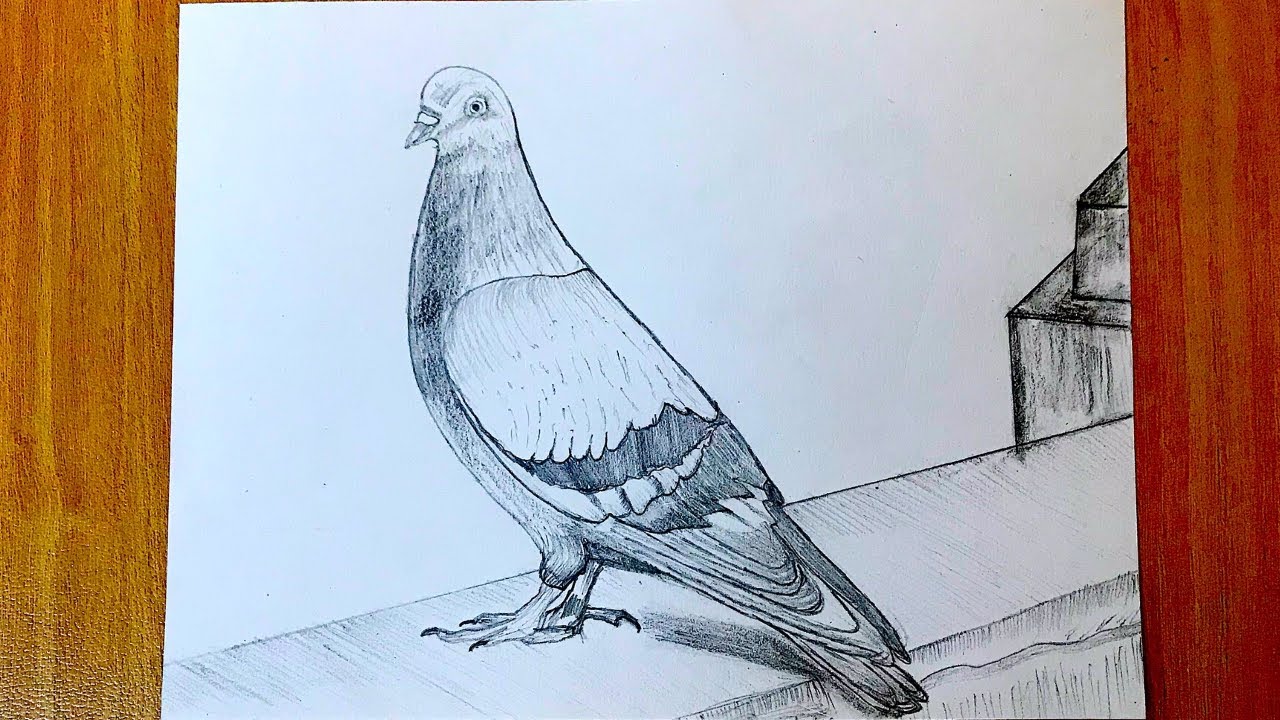 How to draw a pigeon very easy for beginners pigeon easy very sketch ...