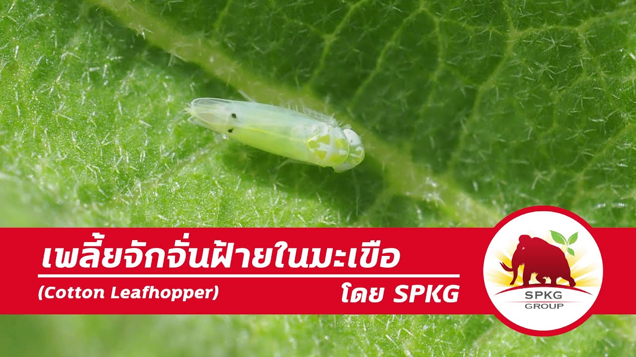 เพลี้ยจักจั่นฝ้ายในมะเขือ (Cotton leafhopper) - YouTube