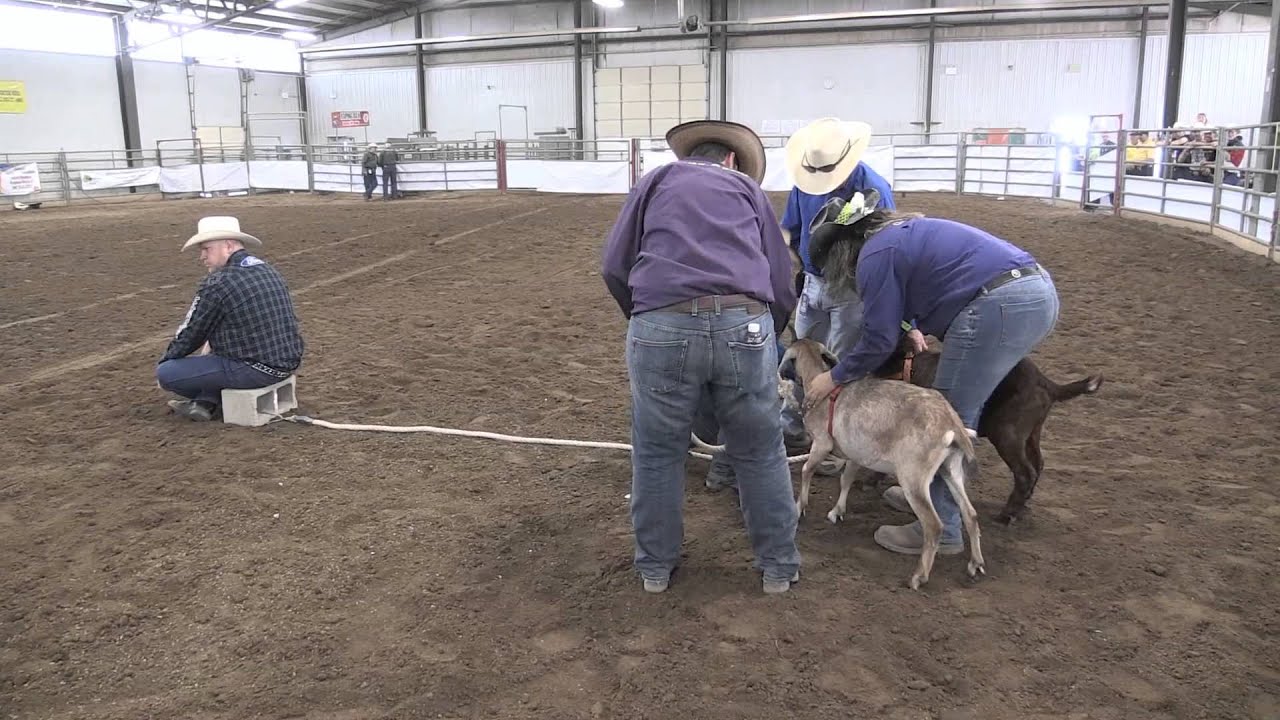 2015, Goat Dressing, Rocky Mountain Regional Rodeo - YouTube