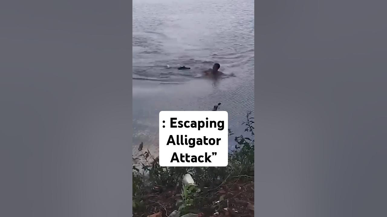 “Swimmer’s Close Call: 🥶Escaping Alligator Attack”😡 - YouTube