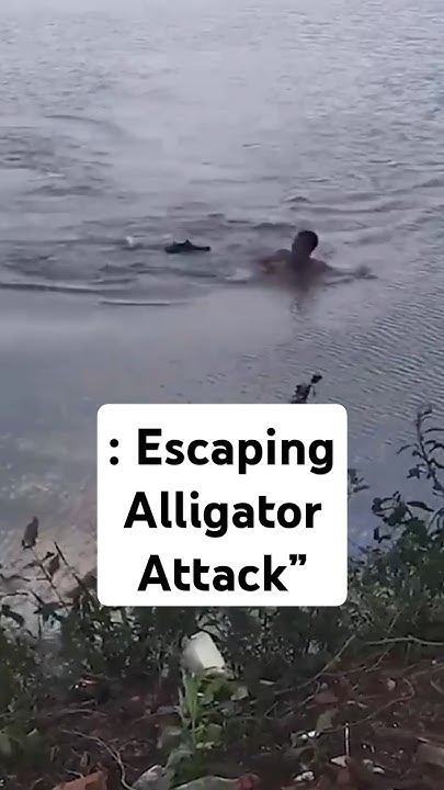 “Swimmer’s Close Call: 🥶Escaping Alligator Attack”😡 - YouTube