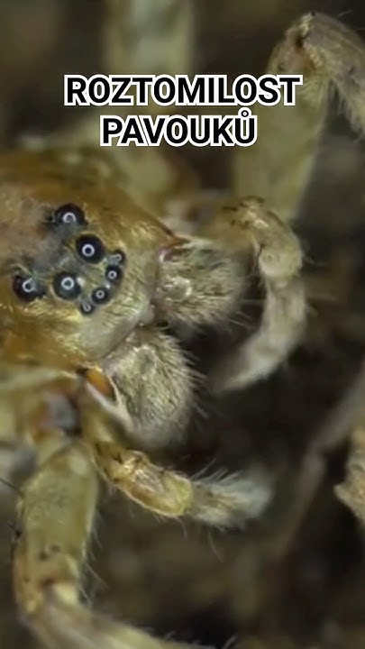 I PAVOUK MŮŽE BÝT ROZTOMILÝ #fyp#protebe#pavouk#pavouci#chov#chovatel#teraristika#cz#czech# ...
