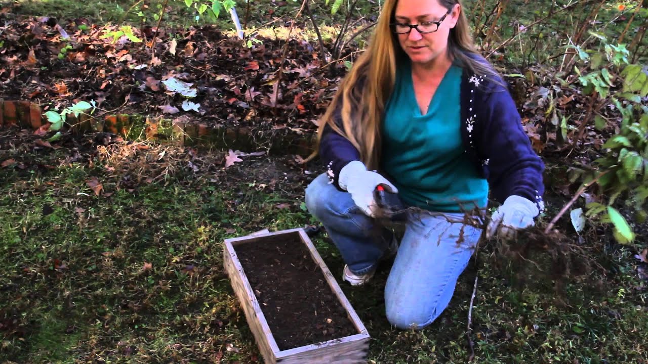 How to Grow Raspberry Bushes From a Baby Root : Berry Gardening ...