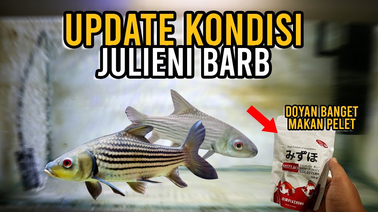 REVIEW IKAN JULIENI BARB! Doyan Banget Makan Pelet??? - YouTube