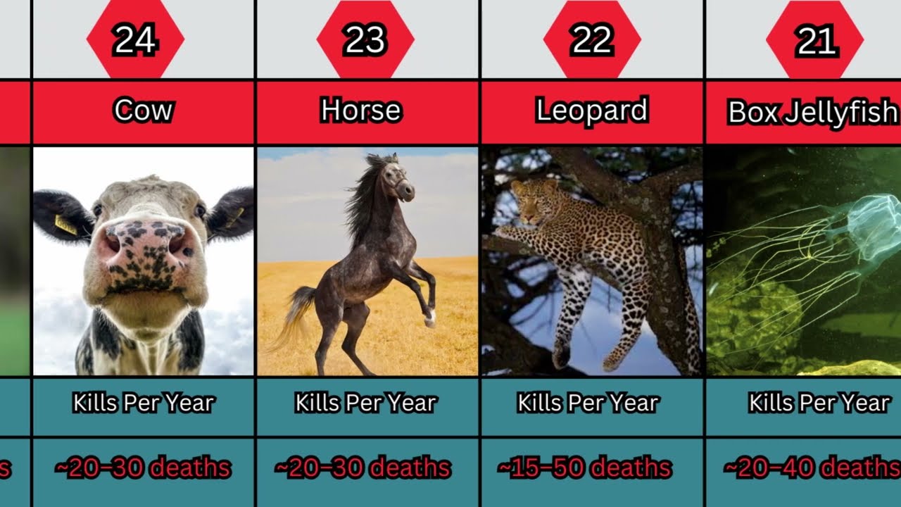 Which Animals Kill the Most Humans ? Top 40 Deadly Animals to Humans ...