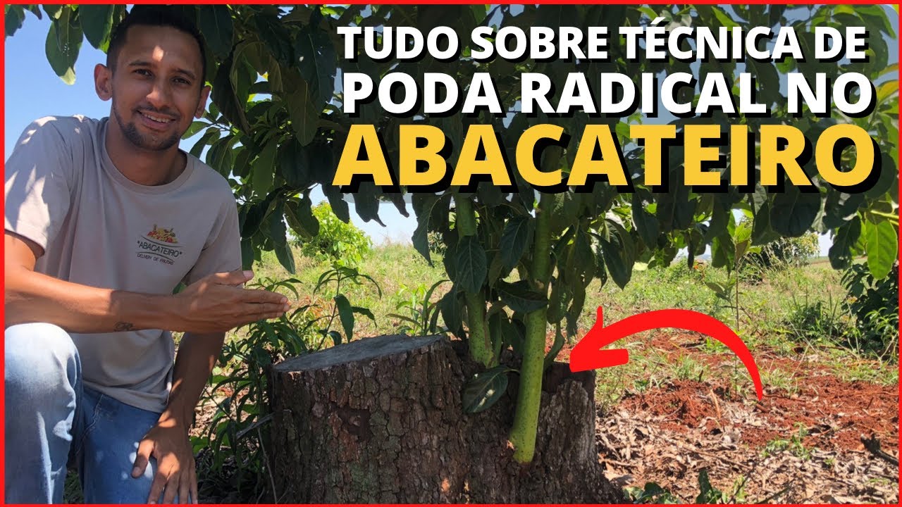 COMO FAZER PODA RADICAL NO ABACATEIRO? - YouTube