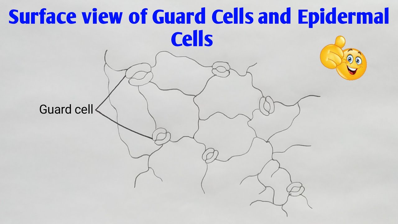 Diagram of surface view of guard cell and epidermal cell in simple way ...