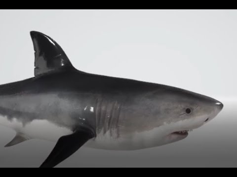 Average Shark in Ohio - YouTube