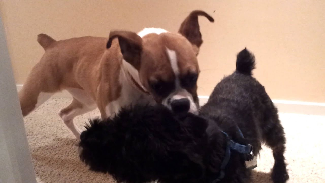 Boxer and Schnauzer best friends - YouTube
