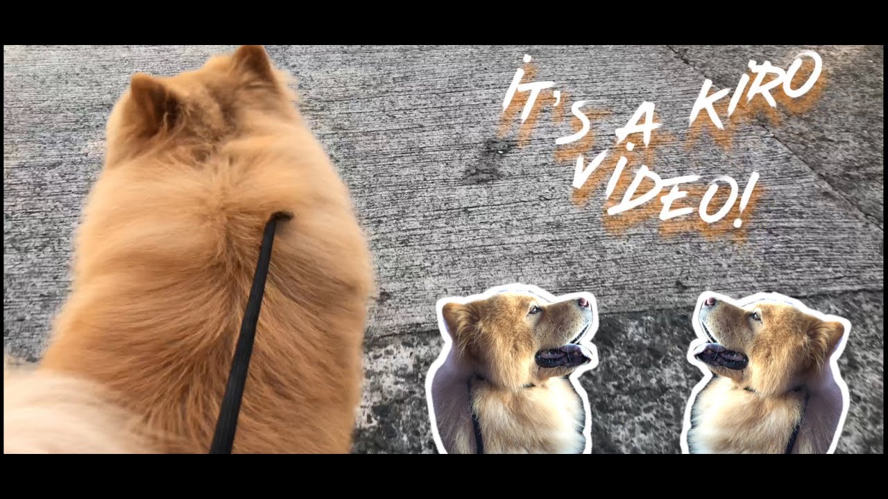 It’s a KIRO video! - YouTube