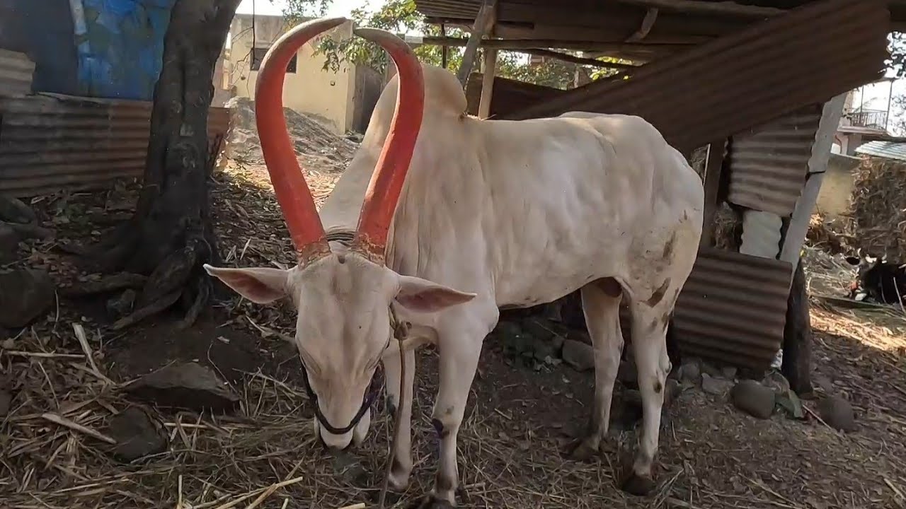 रहीमतपूर मधील खिल्लार गाई, बैल / khillar cow - YouTube