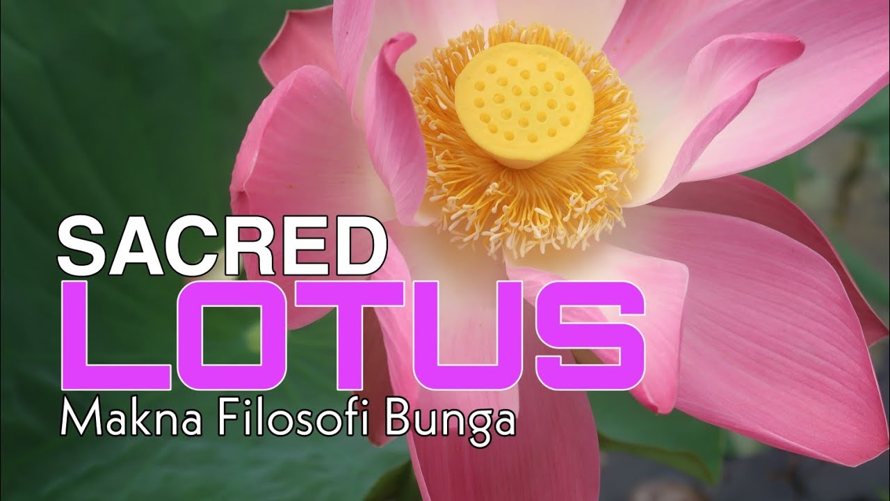 Makna Filosofi Bunga Lotus - YouTube