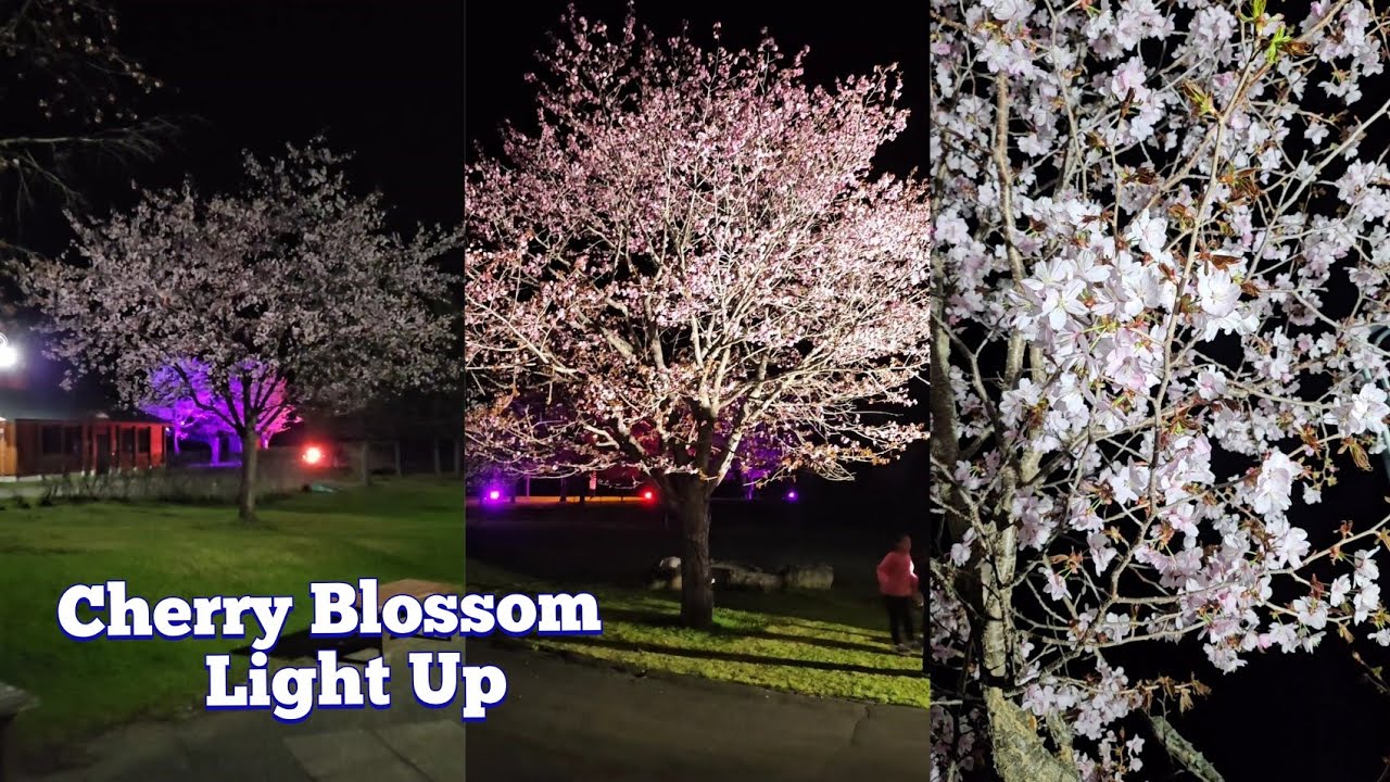 Cherry Blossom viewing at night | Cherry Blossom Light up - YouTube