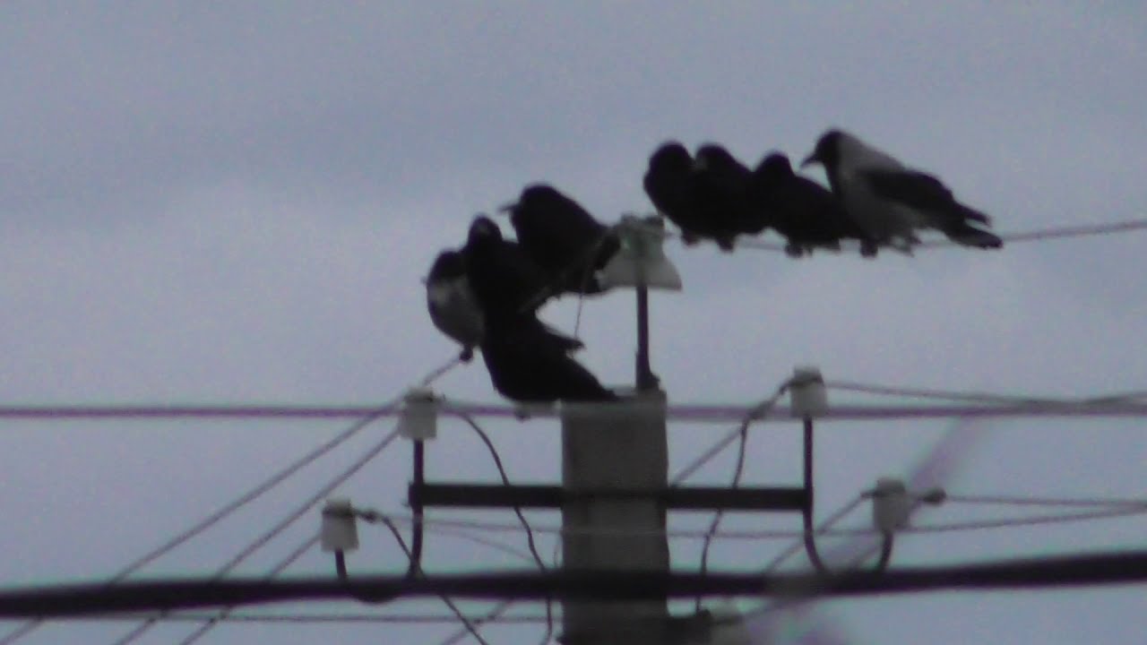 Crow Hunting in Russia nov.2020. - YouTube