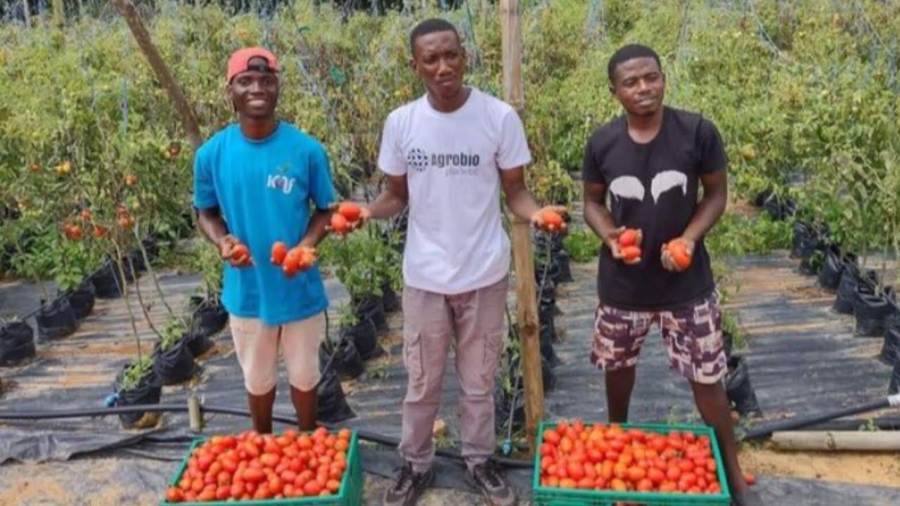 Why You Should Start Farming Sukuma Wiki Today!” - YouTube