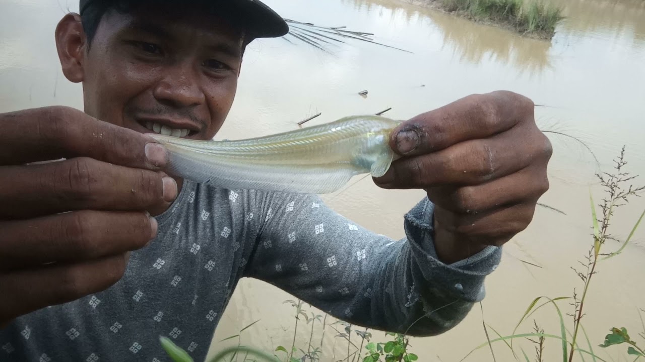 Mancing dirawa bnyak ikan putak dan ikan lais - YouTube