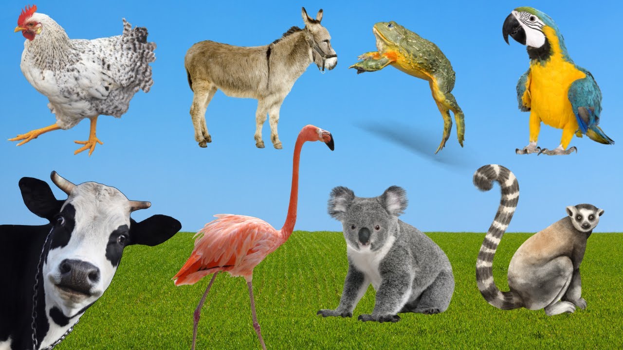 Cute Little Animals: Parrot, Cat, Chicken, Koala, Cow, Elephant, Frog ...