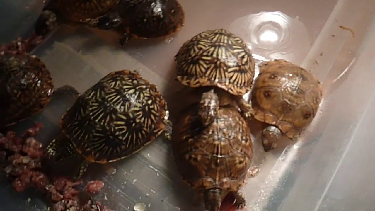 2 Year Old Box Turtles - YouTube