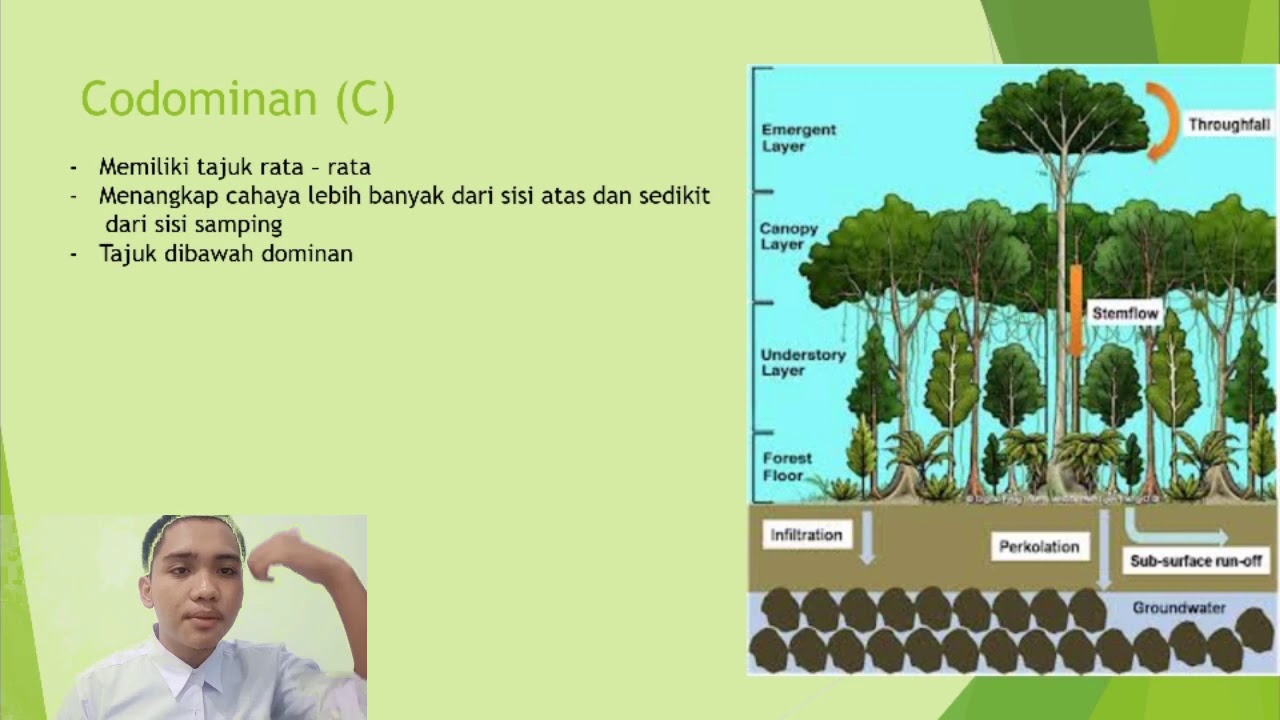Struktur Tajuk Pada Pohon "Materi Bidang Kehutanan" - YouTube