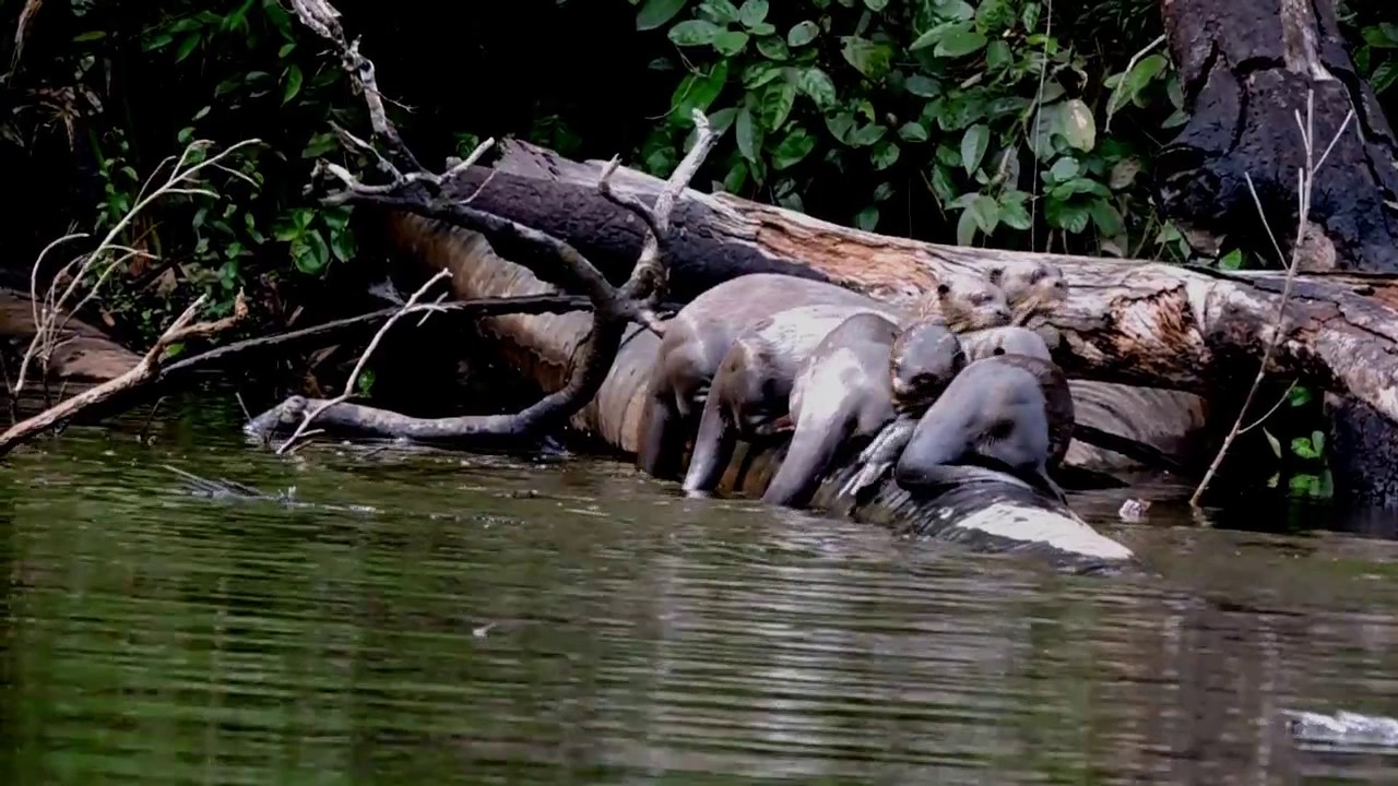Conoce a los adorables lobos del río (Pteronura brasiliensis) - YouTube