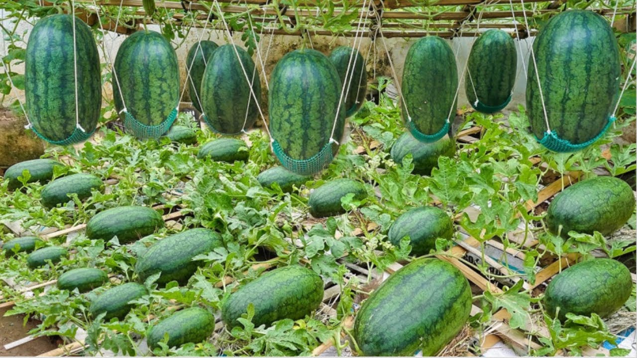 How American Farmers Harvest & Process Thousands Tons of watermelons ...