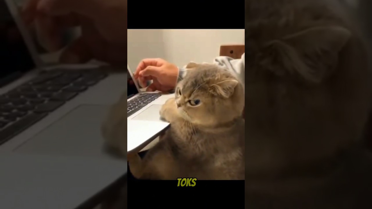 Meme absurd si kucing 🤣 #shorts #funny #memes - YouTube
