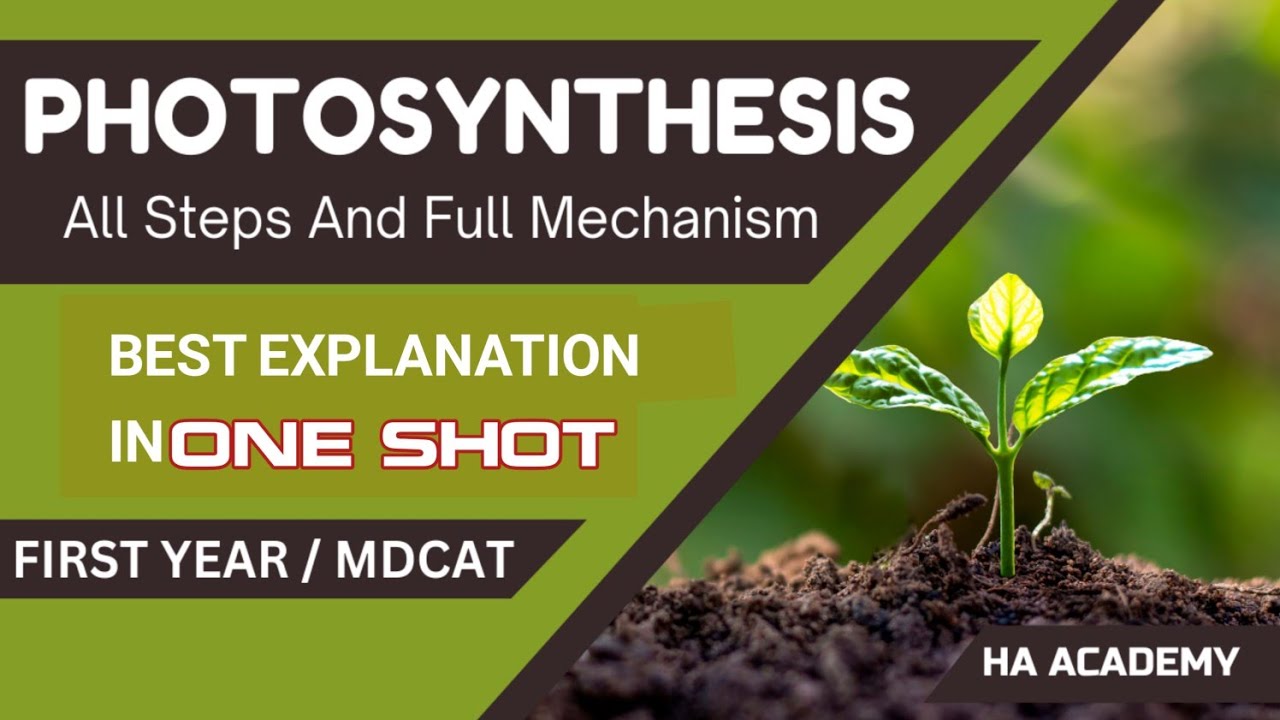 PHOTOSYNTHESIS ALL STEPS HA ACADEMY URDU HINDI YouTube photosynthesis-all-steps-ha-academy-urdu-hindi-youtube