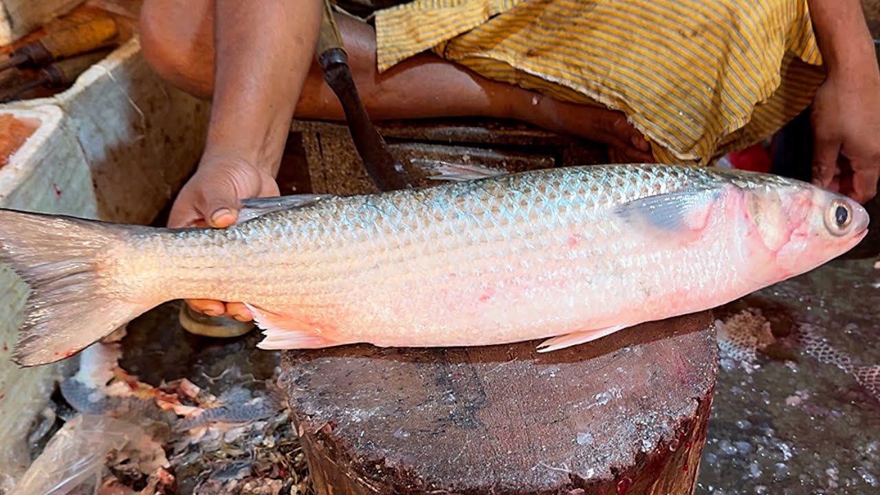 Delicious Eggs | Big Batta Fish Cutting Live In Fish Market - YouTube