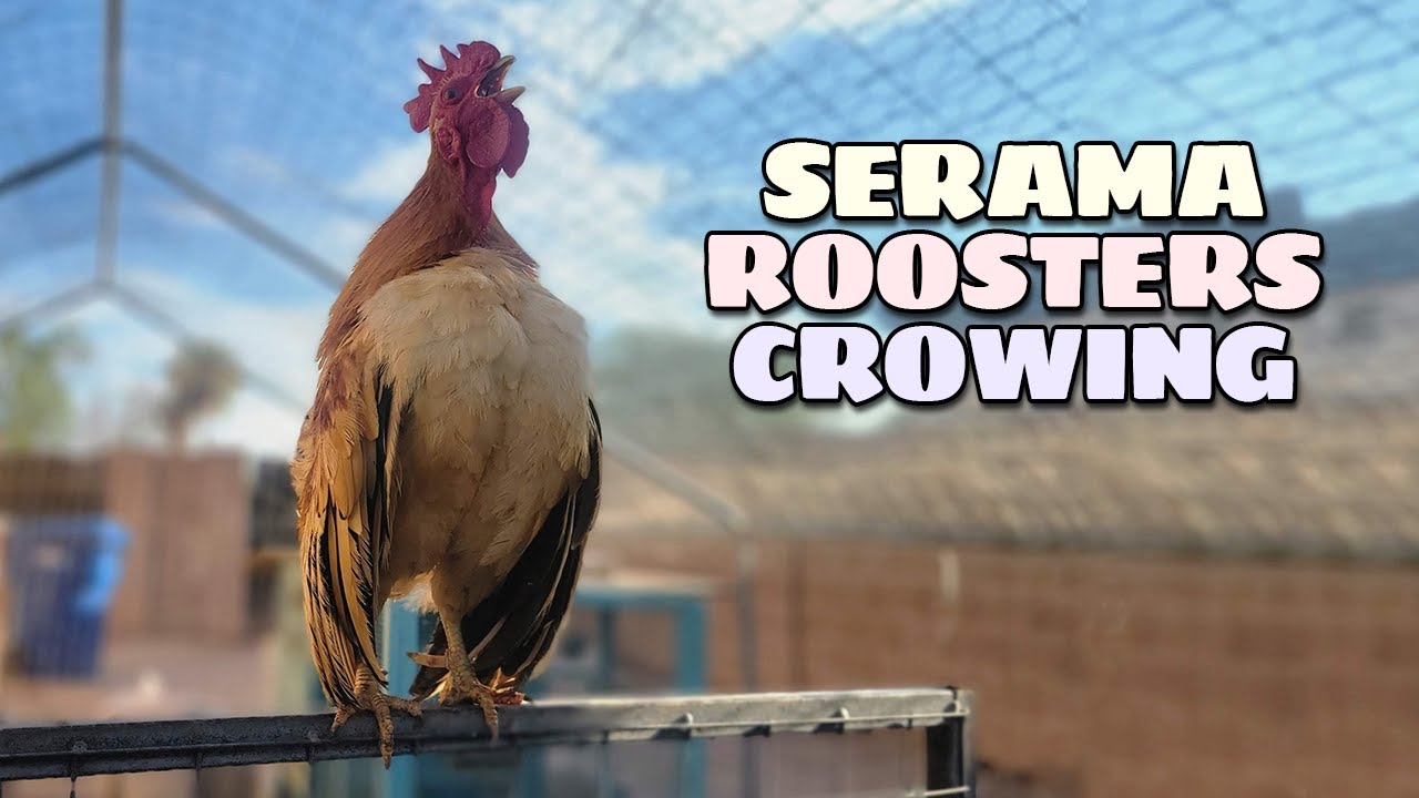 Serama Roosters Crowing | Tiniest Chickens in the World - YouTube