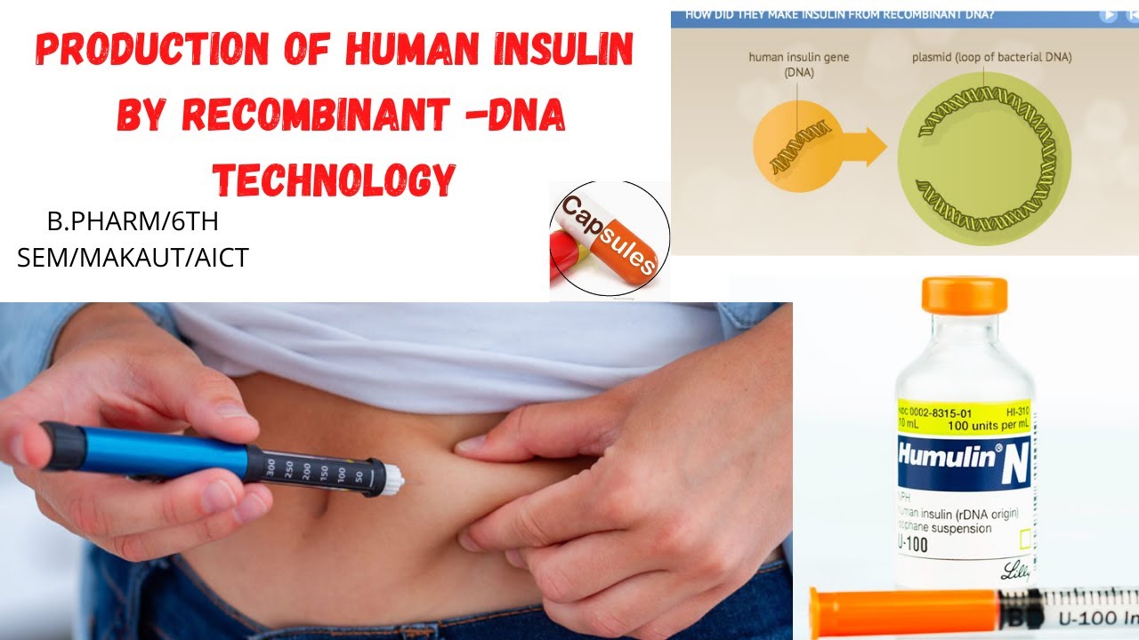 PRODUCTION OF HUMAN INSULIN BY r-DNA TECHNOLOGY /biotechnology/6TH ...