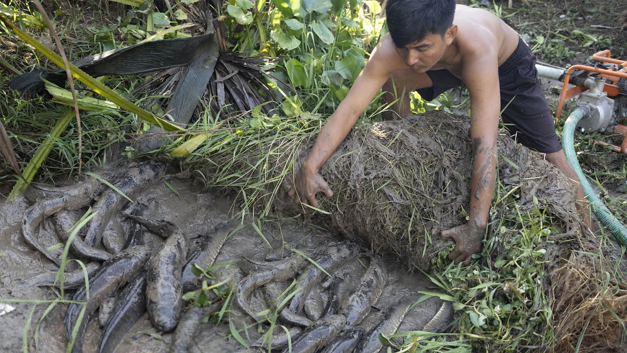 Amazing Catching Fish in mud/A lot of Fish at Rural site/Rural ...