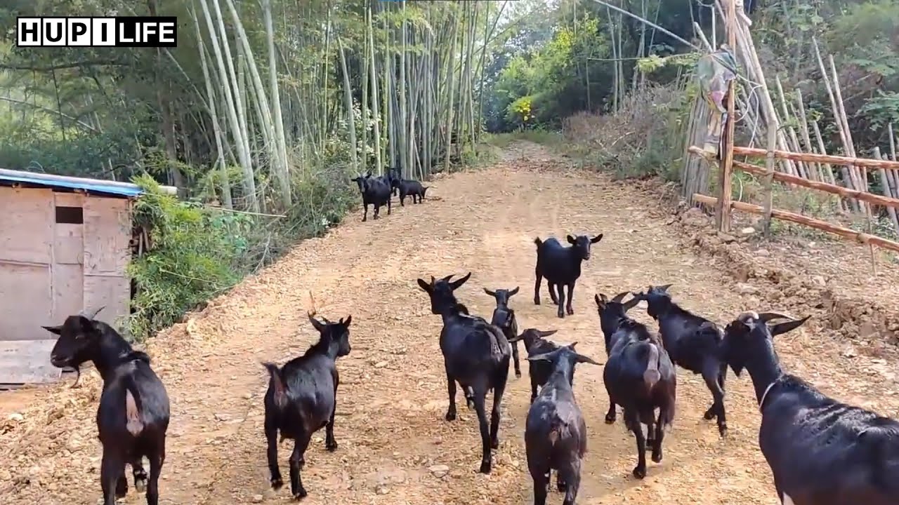 Daily Life On a Free Range Goat Farm in The Mountains | Farm Life - YouTube