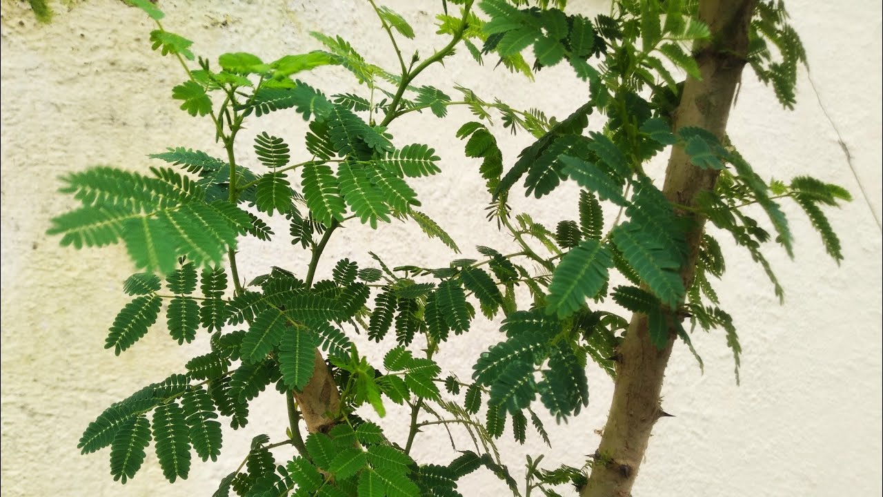 Shammi tree - YouTube