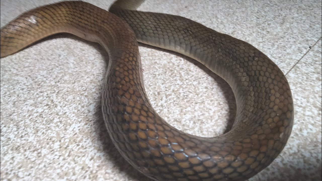 "AHAS SA BAHAY🐍🐍 - YouTube