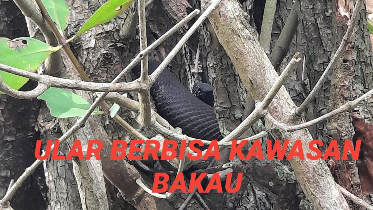 Ular kapak bakau - YouTube