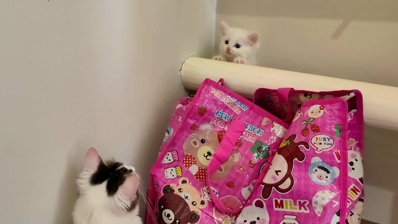 Mother cat calls her kitten. Kitten Mickey meows. - YouTube