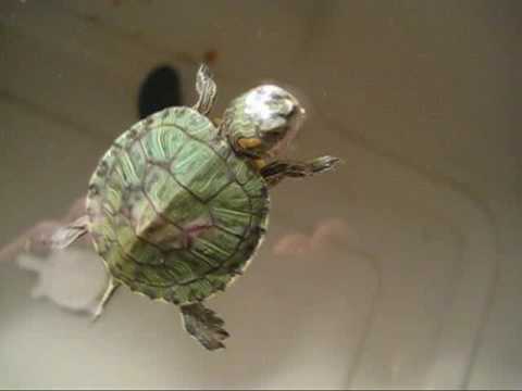 Red Eared Slider Hatchlings Floating About - YouTube