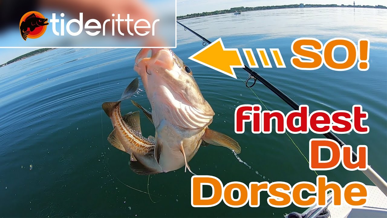 OMG 😱 Ist der #Dorsch in der #Ostsee ausgestorben? Trotzdem viel ...